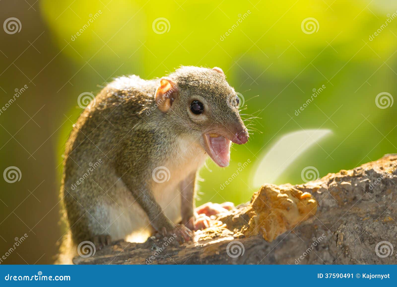 Common treeshrew stock image. Image of closeup, cute - 37590491
