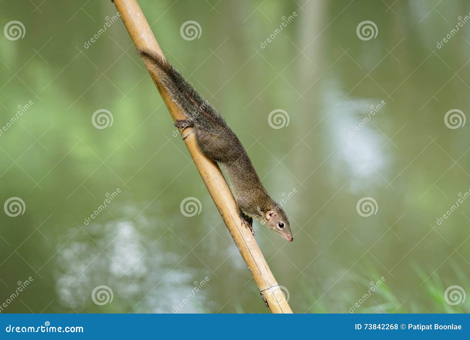 Treeshrew Climbing Stock Photos - Free & Royalty-Free Stock Photos from ...