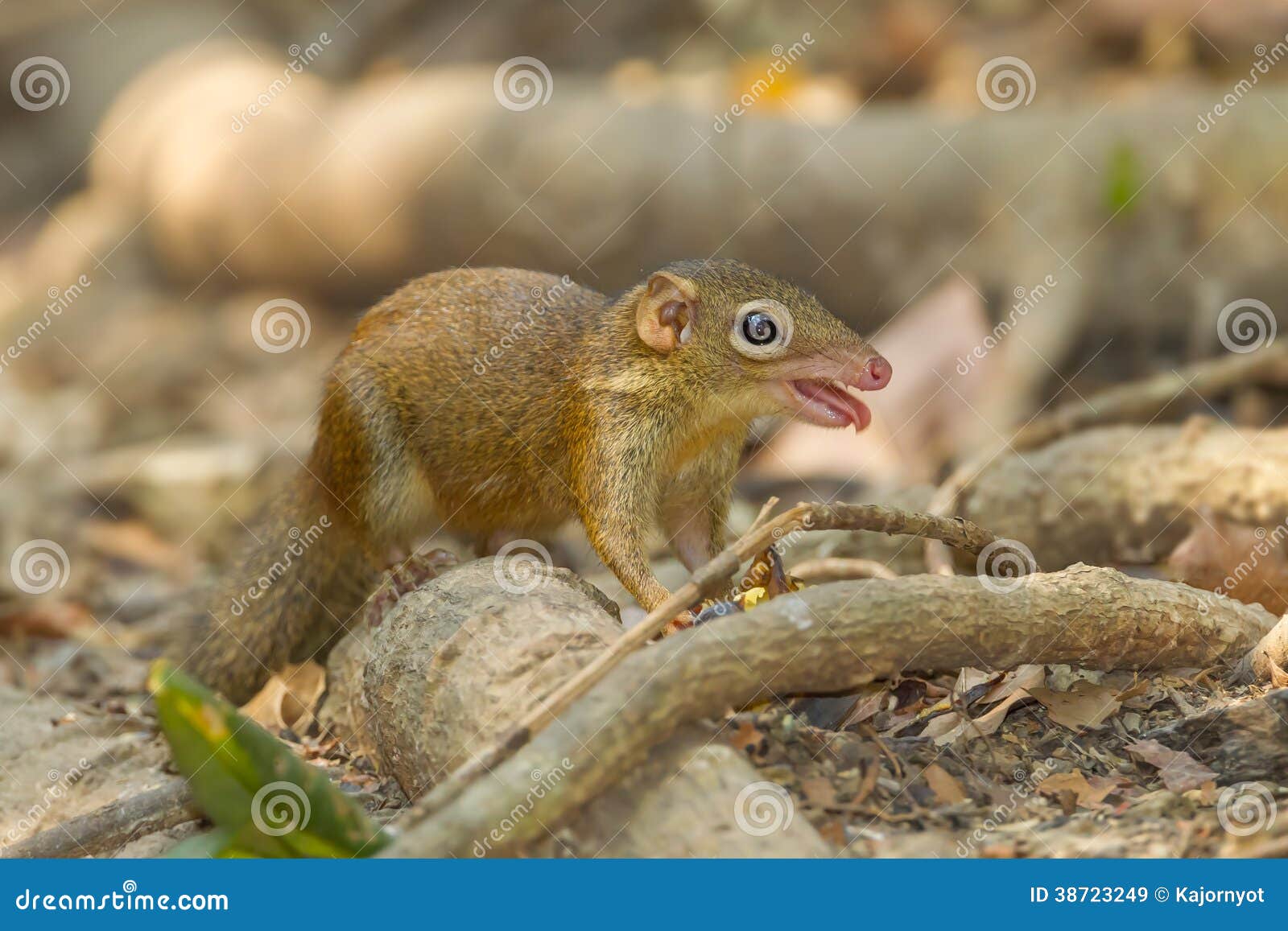 Common treeshrew stock image. Image of small, hair, outdoor - 38723249