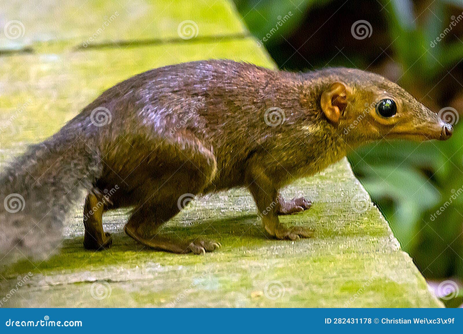 Common Treeshrew, Tupaia Glis Stock Photo - Image of eating, wood ...