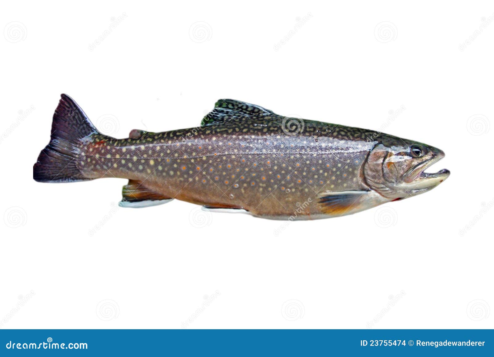 Common trout stock photo. Image of flake, meat, isolated - 23755474