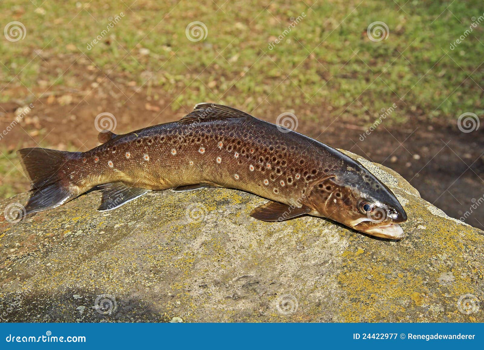 Common trout stock image. Image of trout, gilled, fins - 24422977