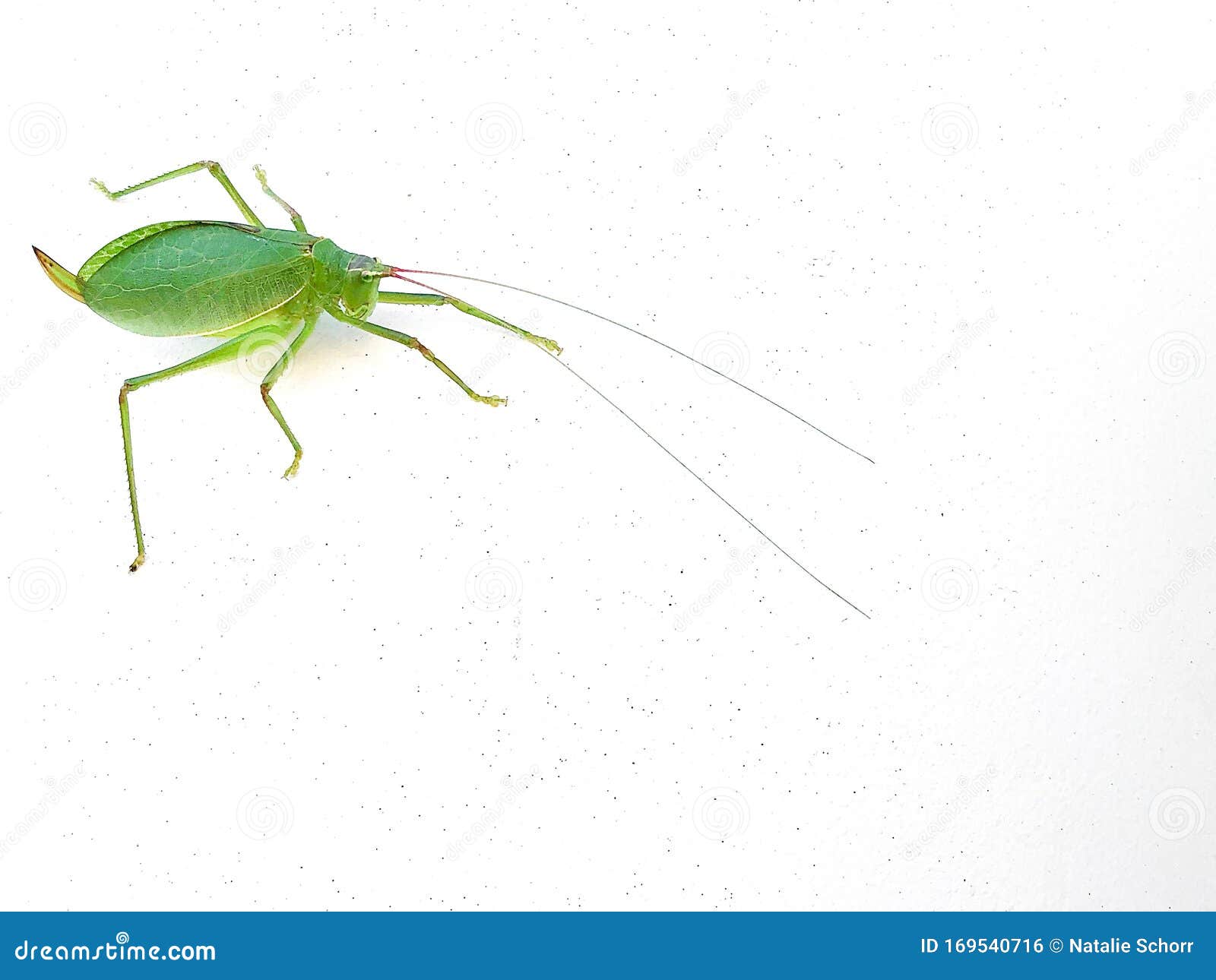 Common True Katydid, Pterophylla Camellifolia, on White Background Copy ...