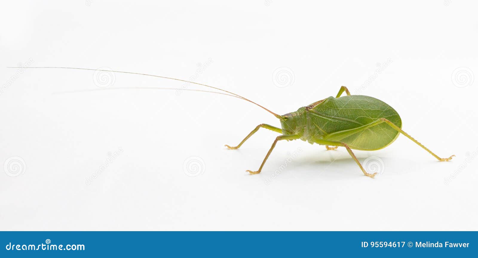 True Katydid White Background Stock Photos - Free & Royalty-Free Stock ...