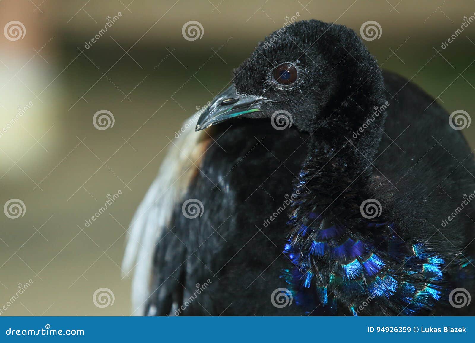 Common trumpeter stock image. Image of trumpeter, animal - 94926359