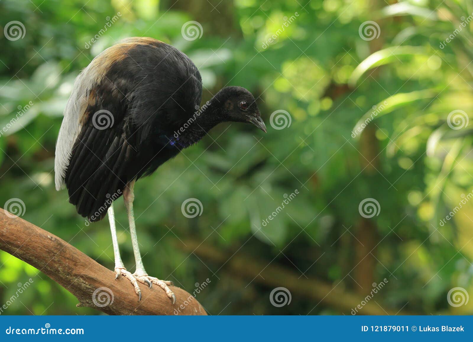 Common trumpeter stock image. Image of animal, crepitans - 121879011