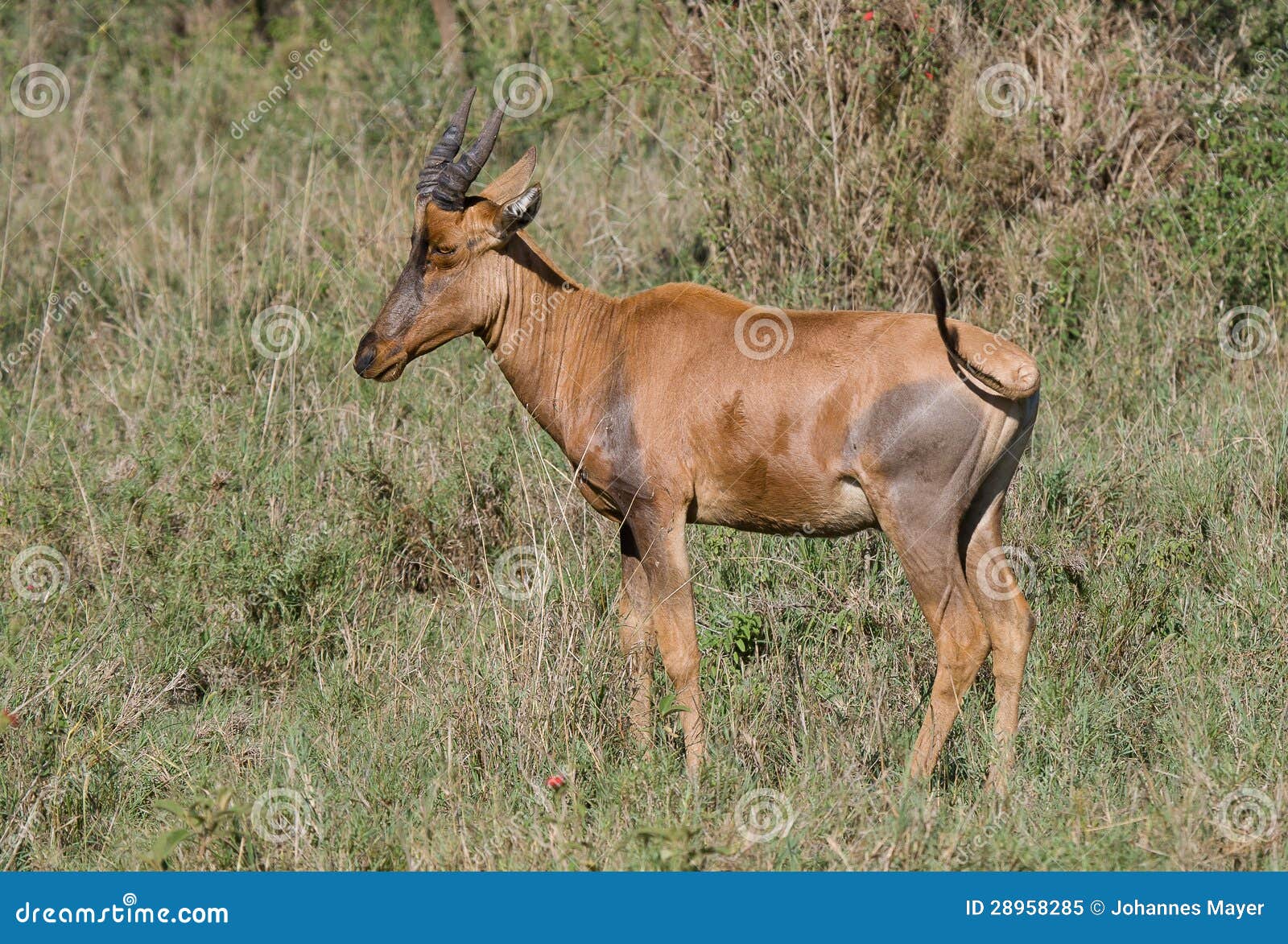 Common Tsessebe, Damaliscus Lunatus, Detail Portrait Of Big Brown ...