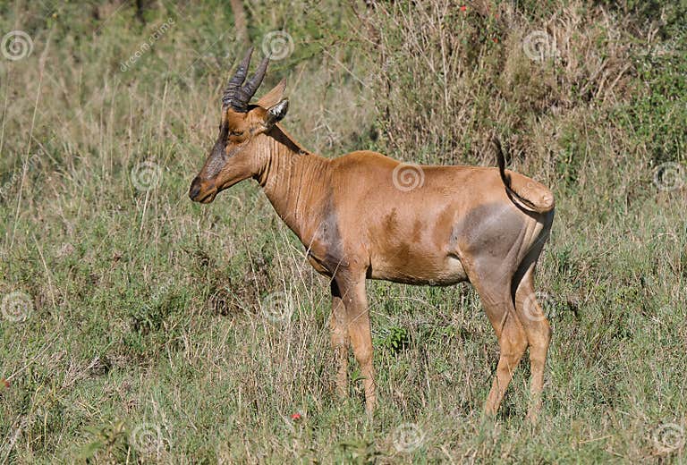 Common Tsessebe stock image. Image of sassaby, damaliscus - 28958285