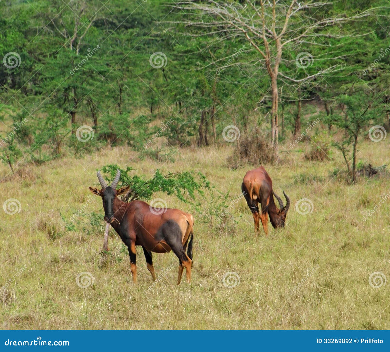 Common Tsessebe in Africa stock photo. Image of plant - 33269892