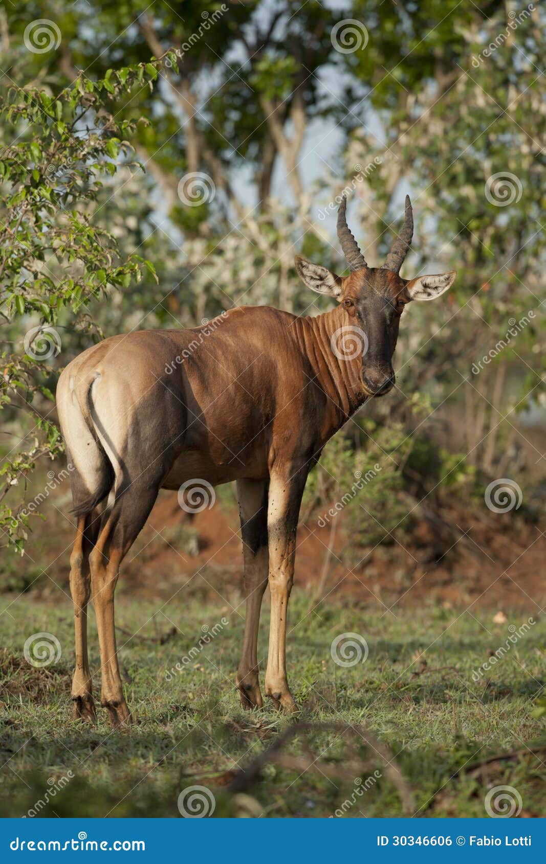 Common Tsessebe stock photo. Image of damaliscus, tsessebe - 30346606