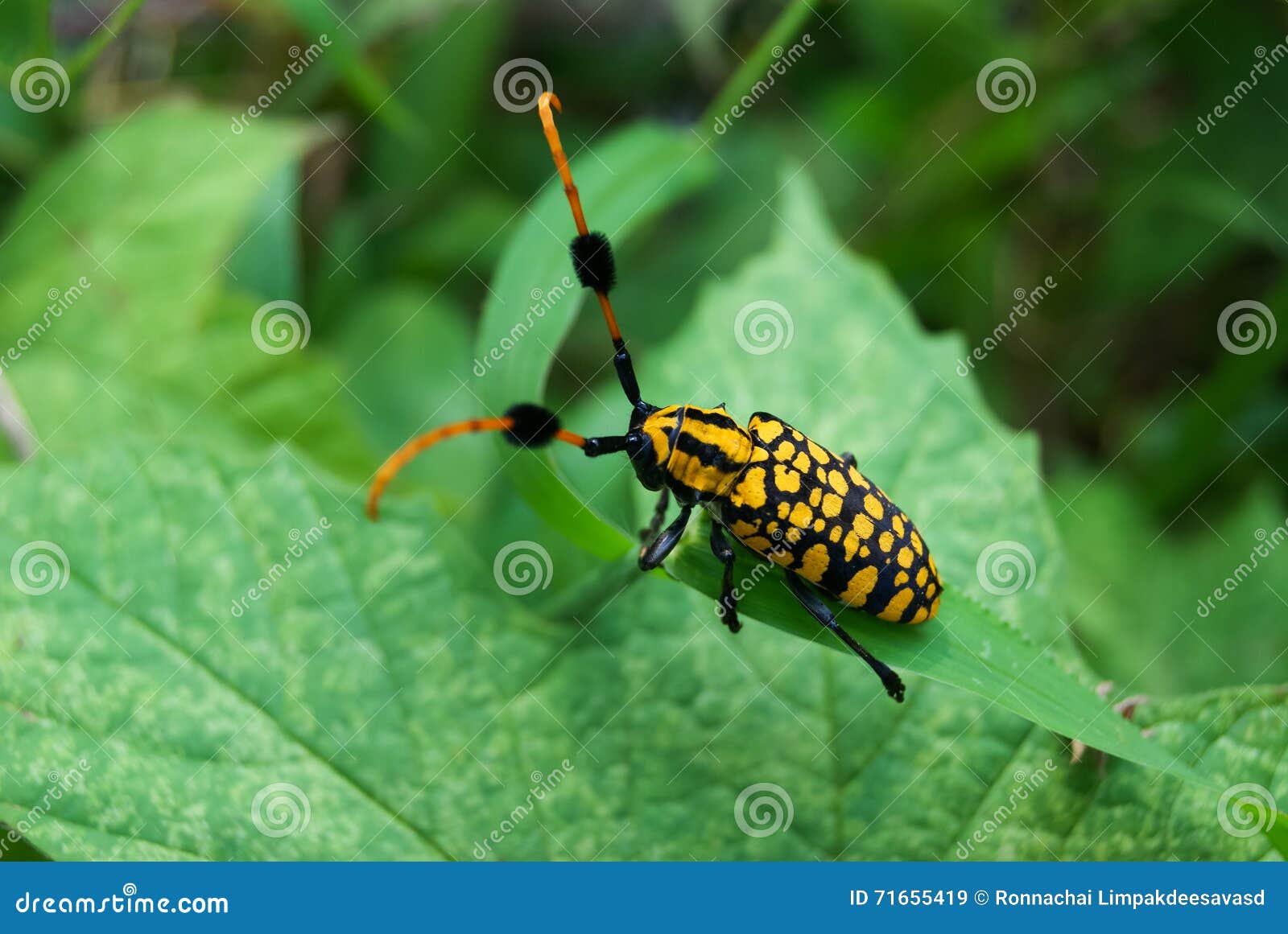 Common Tuft-bearing Longhorn (Aristobia Approximator) Stock Image ...