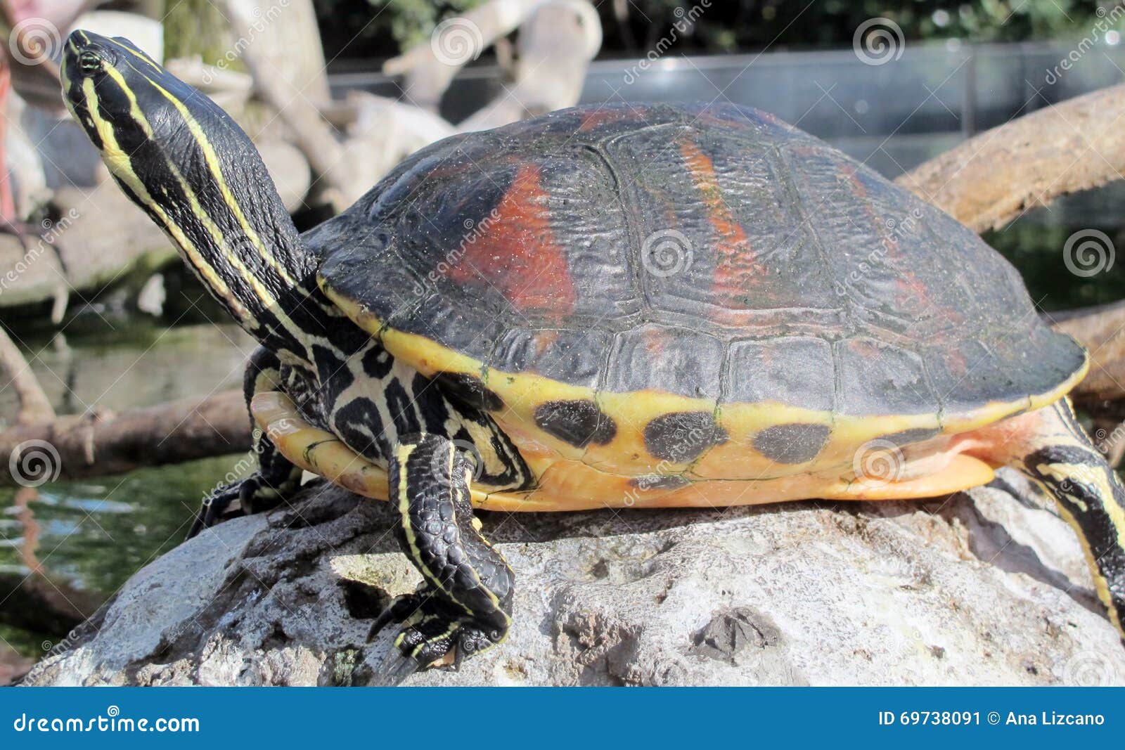 Common turtle stock image. Image of water, turtle, fauna - 69738091