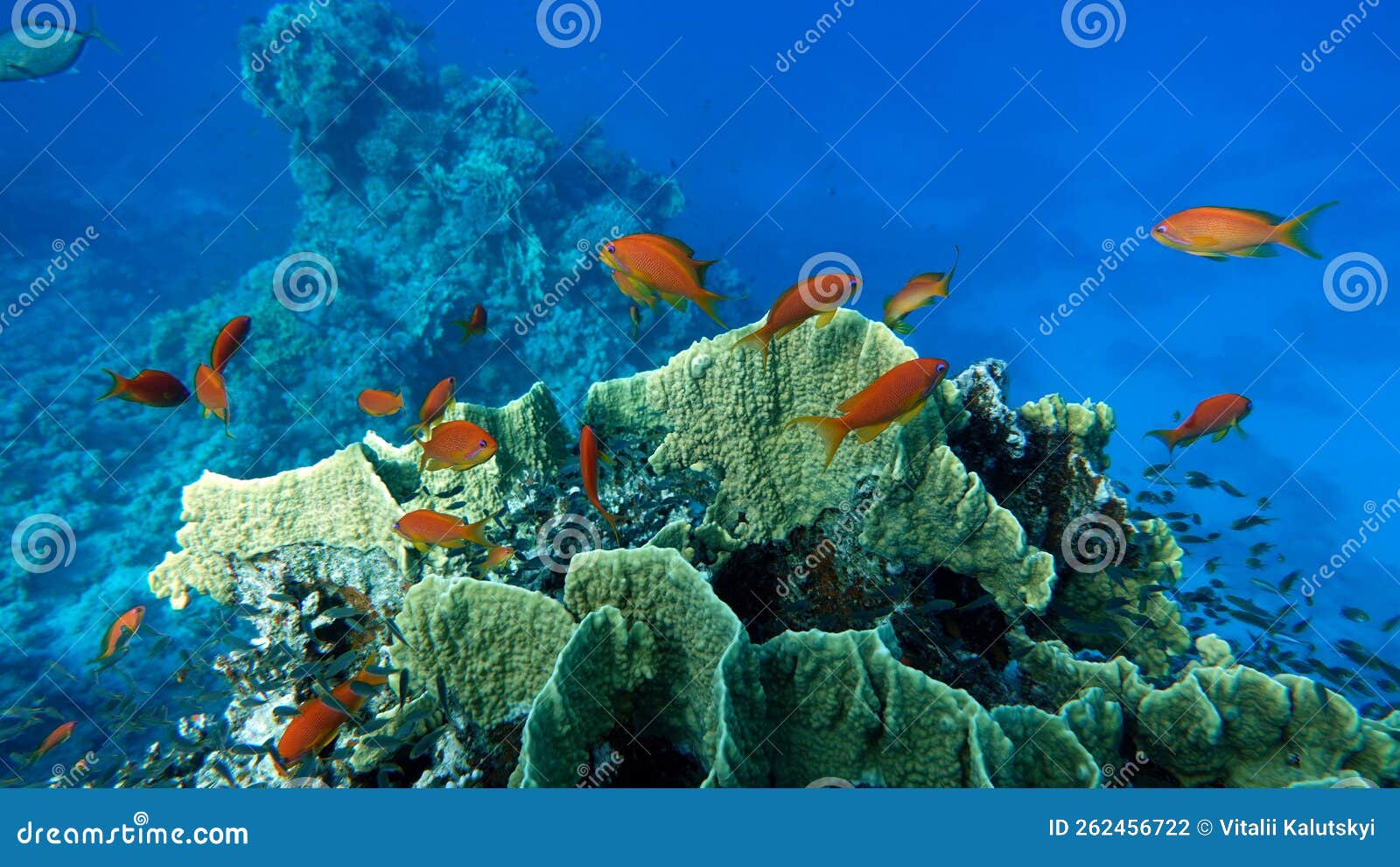 Fish - Sea Goldie. the Most Common Antias in the Red Sea. Divers See ...