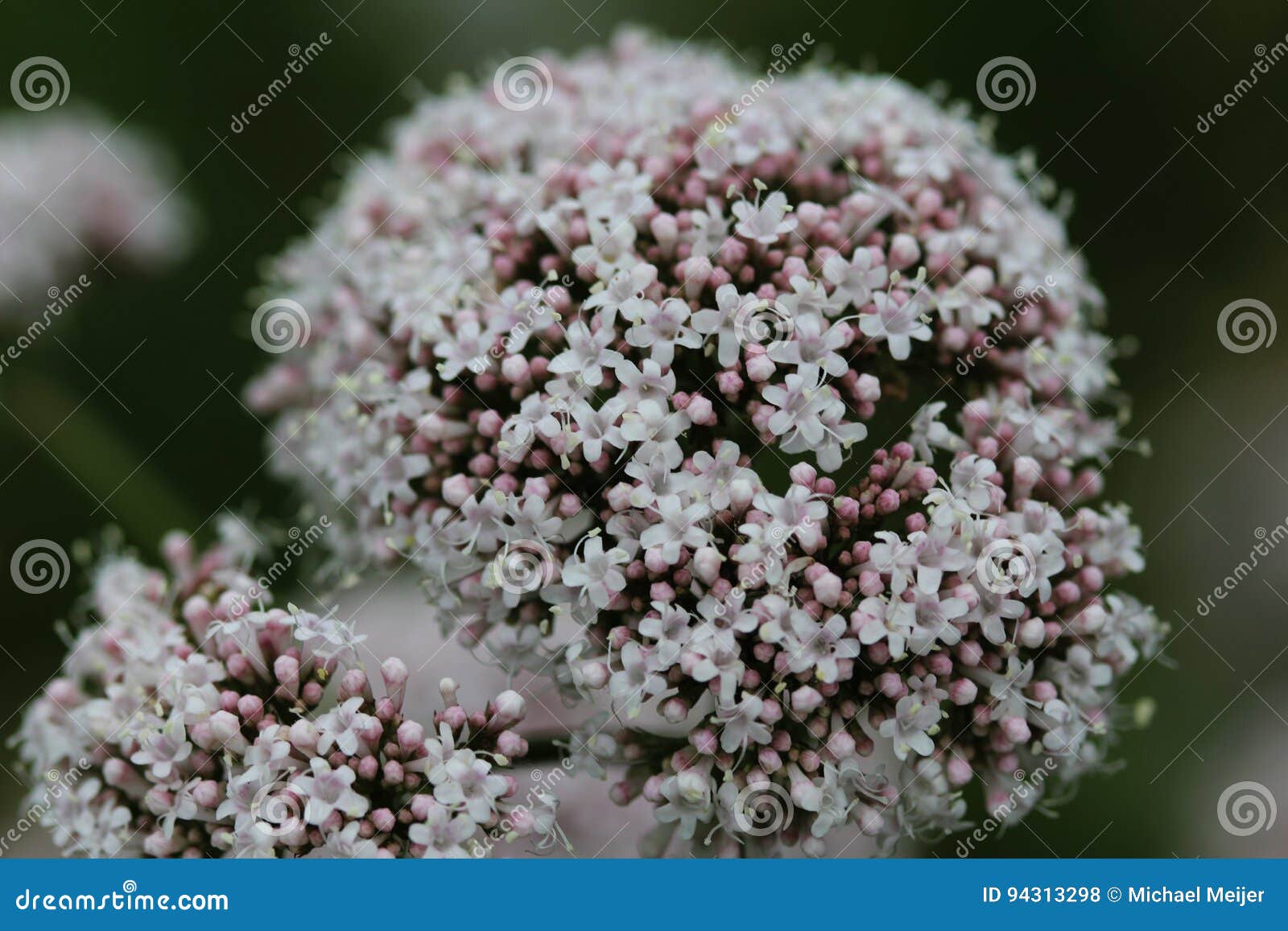 Common Valerian stock photo. Image of blooming, single - 94313298