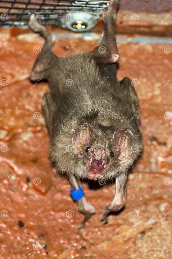 Common Vampire Bat (Desmodus Rotundus) Stock Photo - Image of desmodus ...