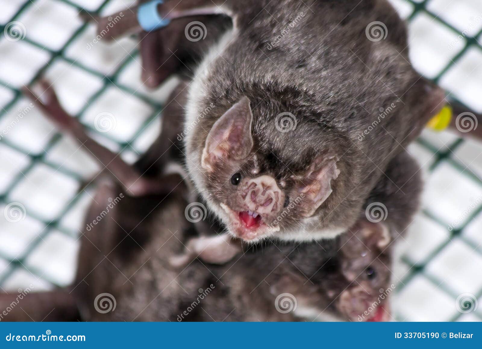 Common vampire bat stock photo. Image of daytime, chiroptera - 33705190
