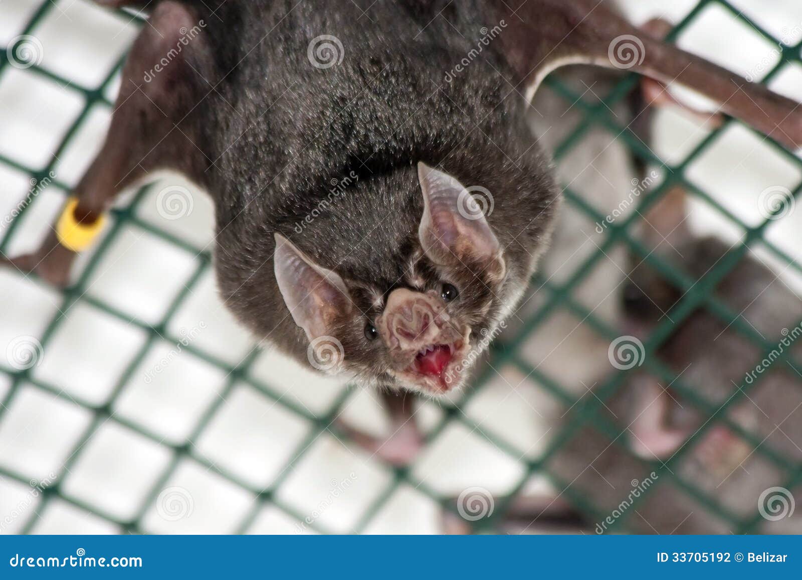 Common vampire bat stock photo. Image of desmodus, bloodsucker - 33705192