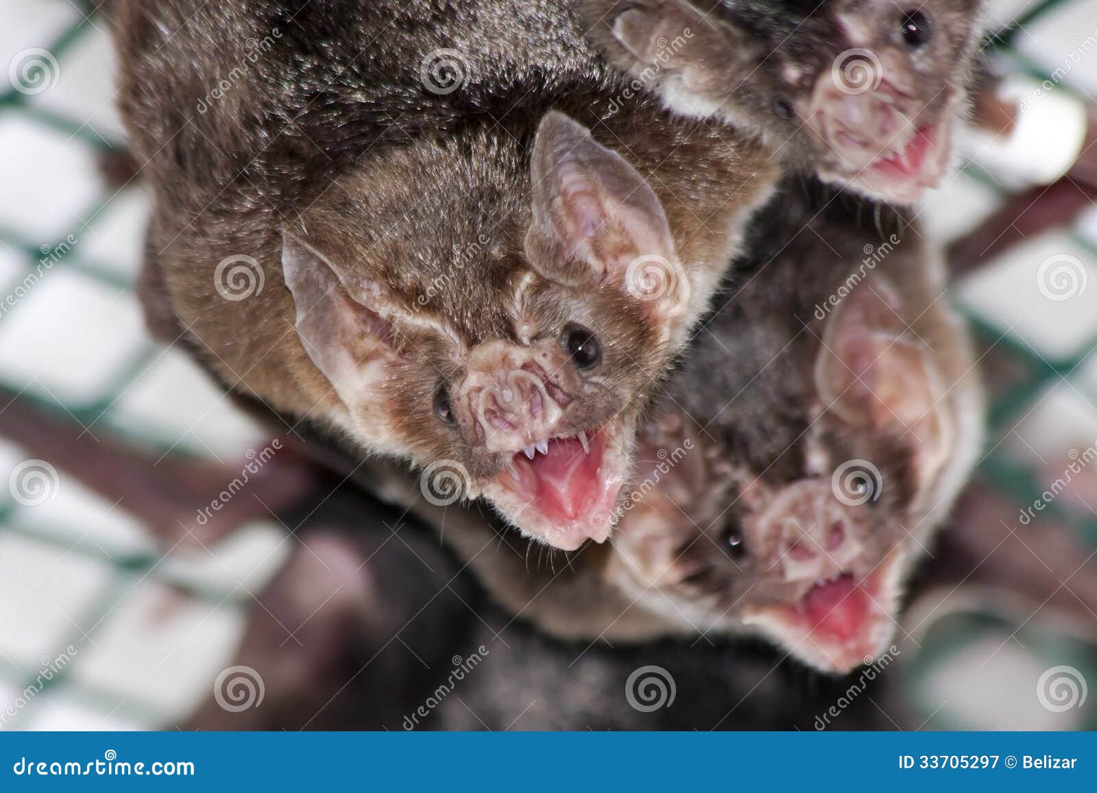 Common vampire bat stock image. Image of bats, american - 33705297