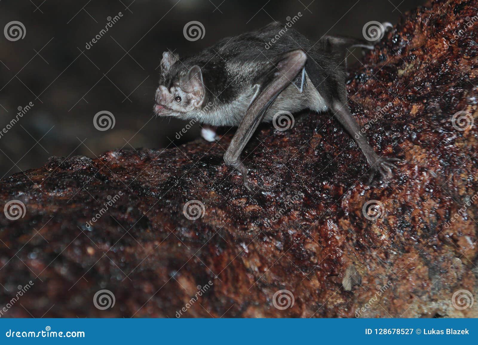 Common vampire bat stock image. Image of rotundus, america - 128678527