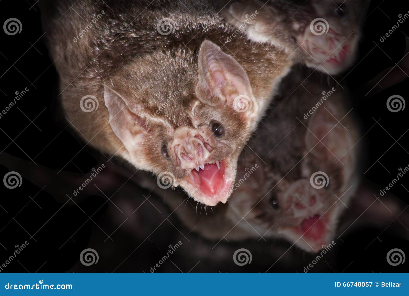 Common Vampire Bats (Desmodus Rotundus) Stock Image - Image of american ...