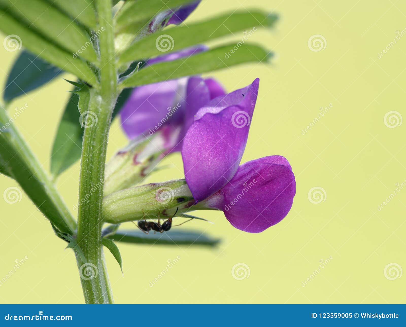 Common Vetch stock image. Image of nature, landscape - 123559005