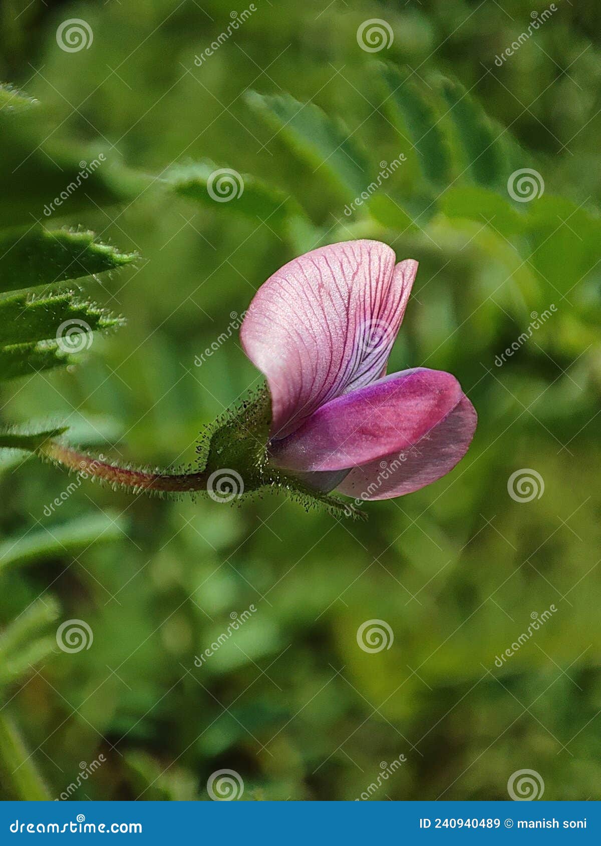 Common vetch flower pink stock image. Image of petal - 240940489