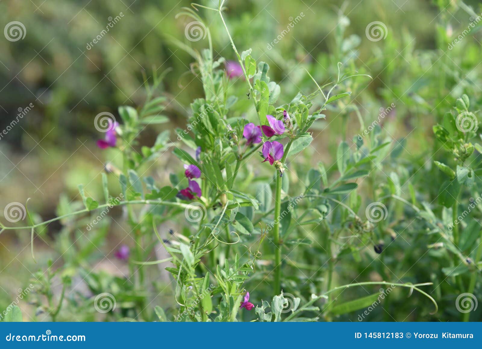 Common vetch flowers stock image. Image of vetch, colorful - 145812183