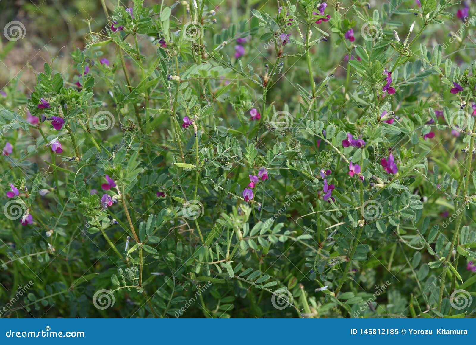 Common vetch flowers stock image. Image of garden, plant - 145812185