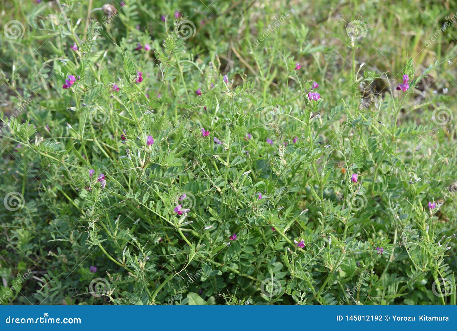 Common vetch flowers stock photo. Image of pretty, blossom - 145812192