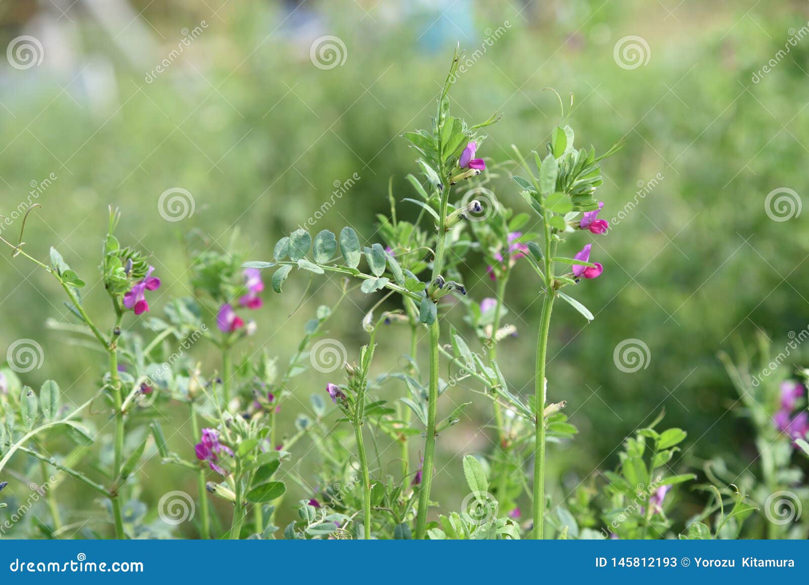 Common vetch flowers stock image. Image of pink, purple - 145812193