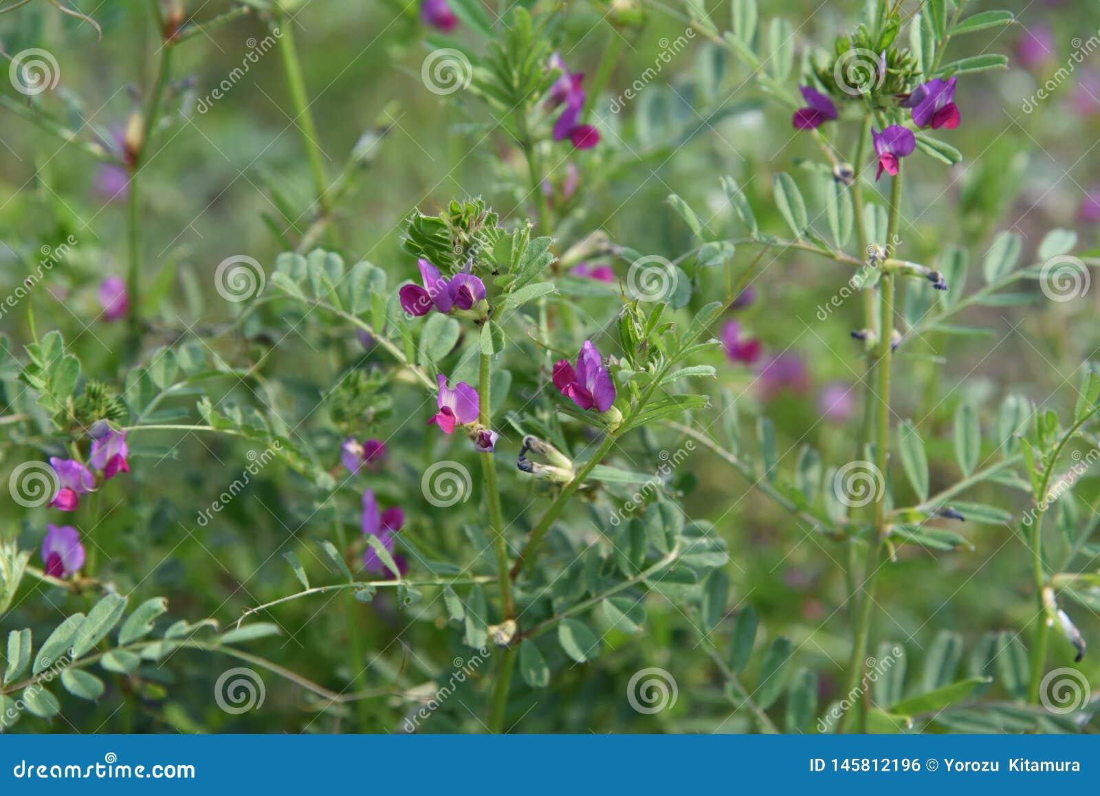Common vetch flowers stock photo. Image of bloom, natural - 145812196