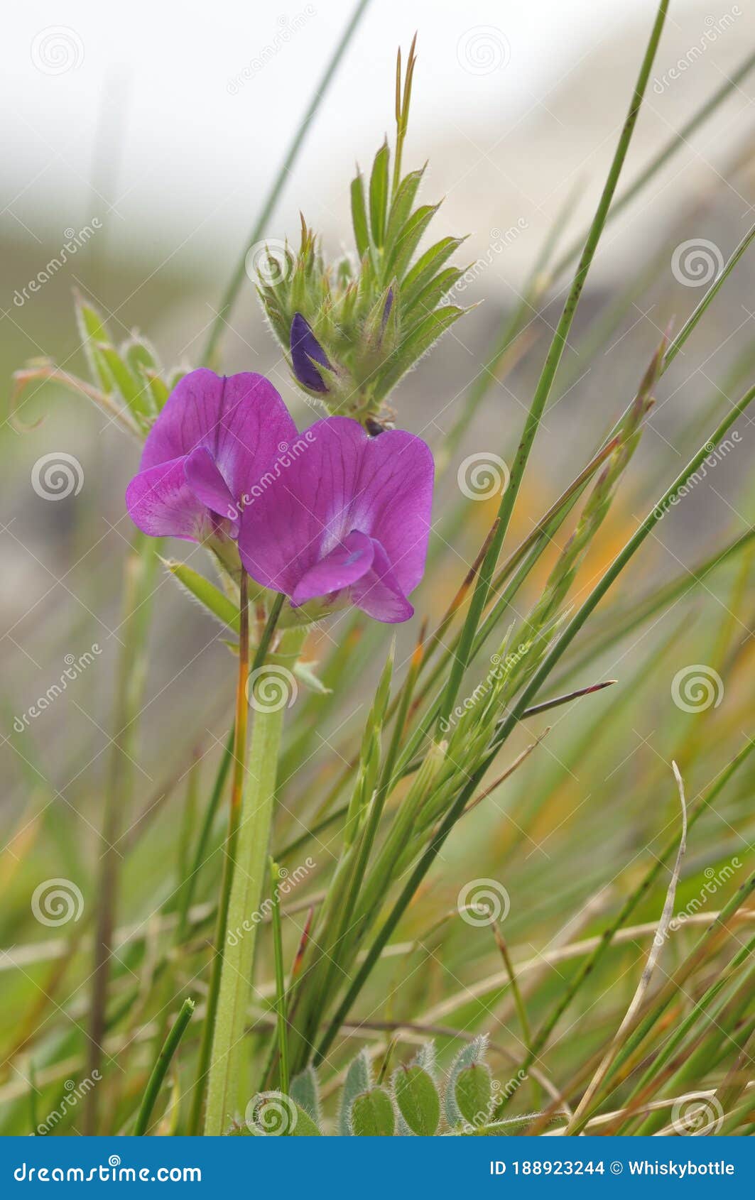 Common Vetch stock photo. Image of britain, purple, summer - 188923244
