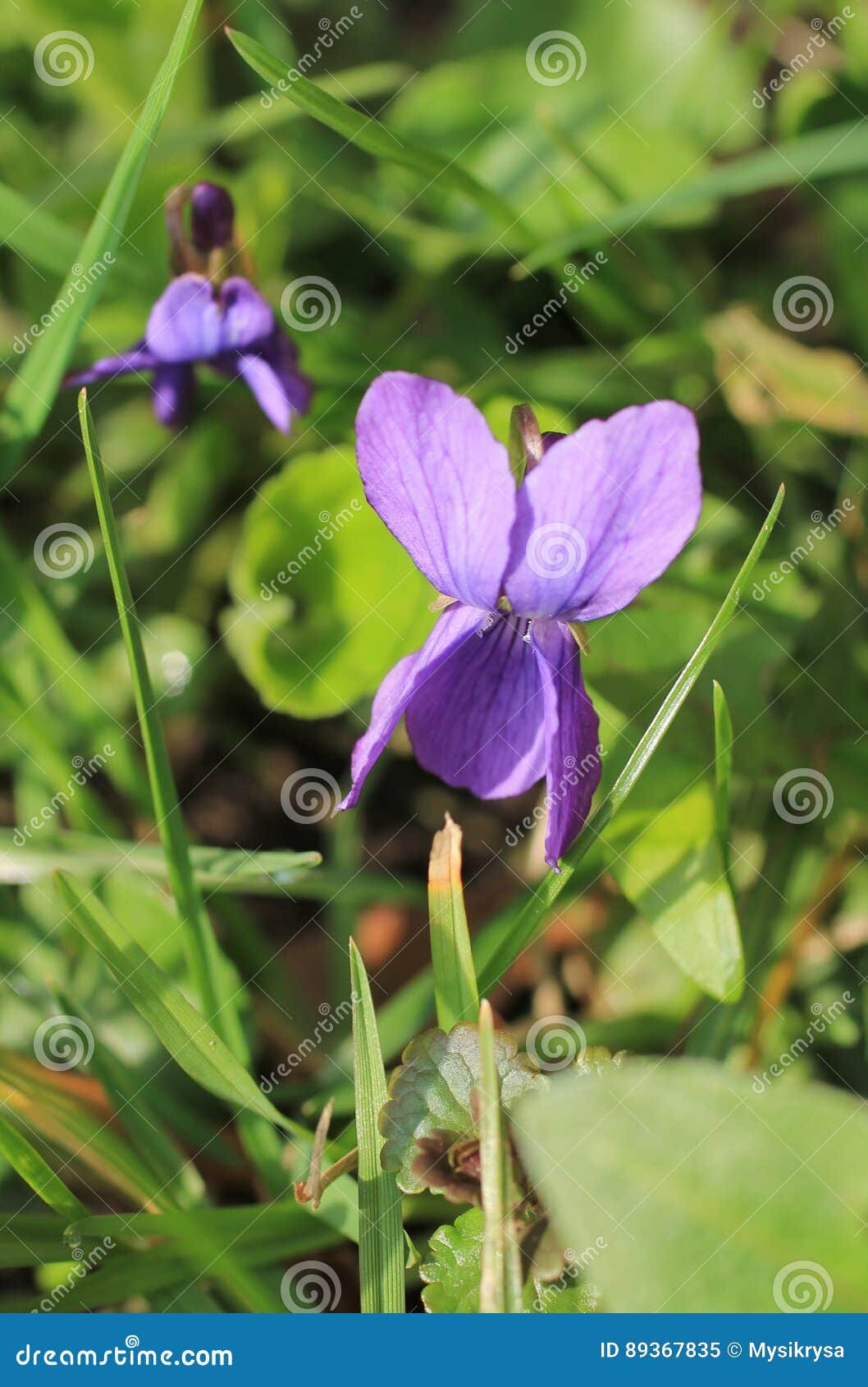 Common violet stock image. Image of purple, blossom, plant - 89367835