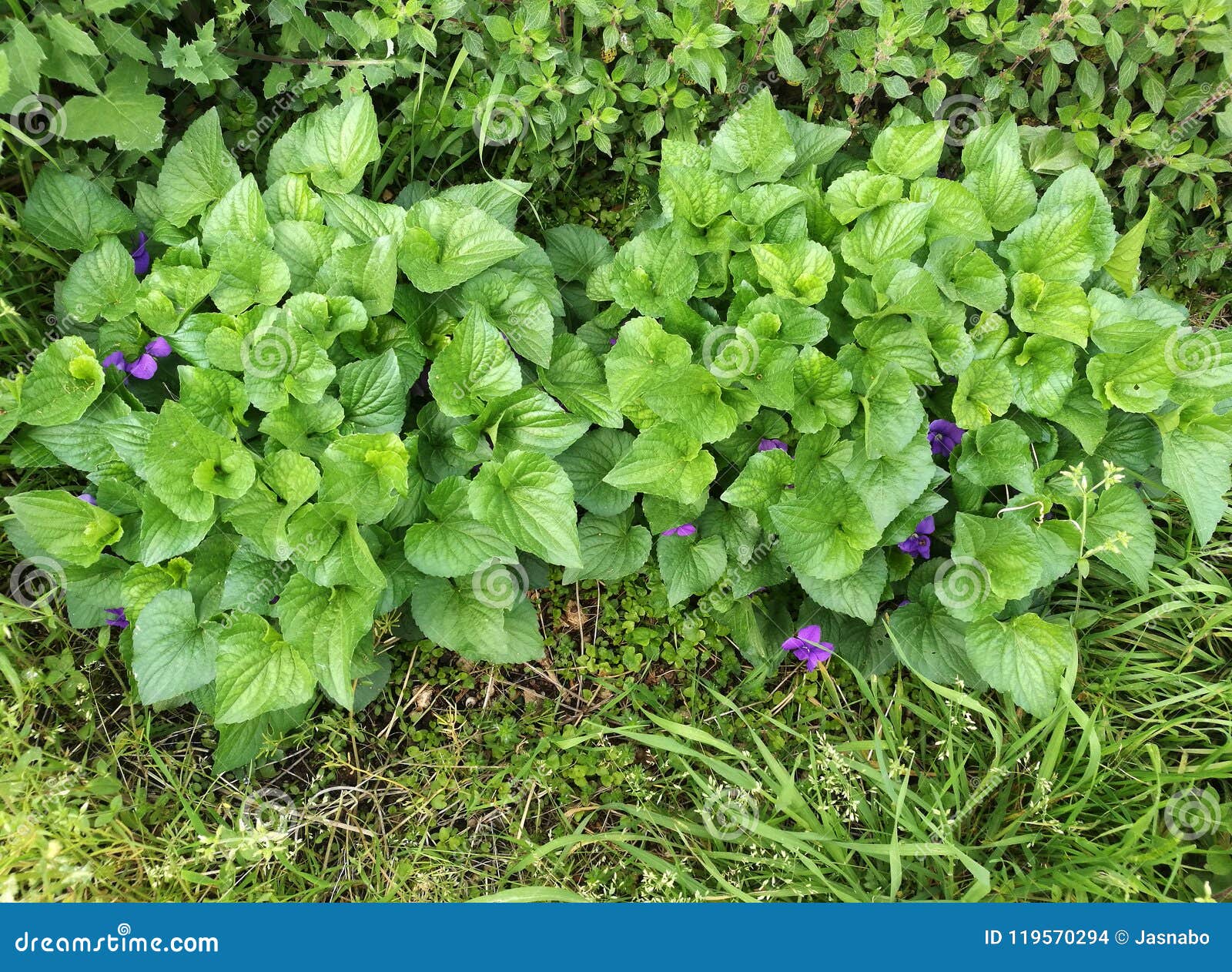Common violet stock photo. Image of viola, odorata, garden - 119570294