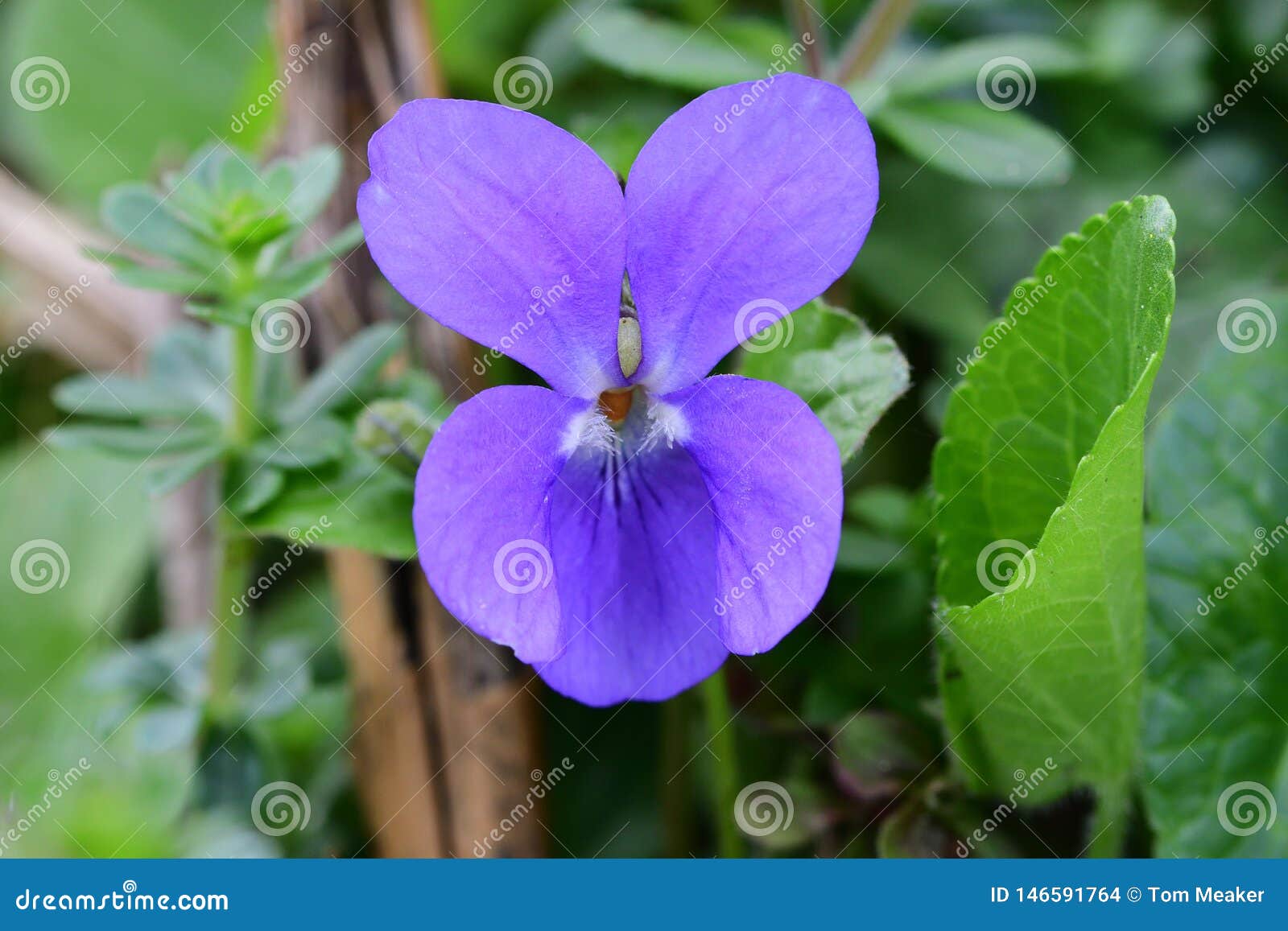 Common Violet Viola Odorata Stock Photo - Image of natural, time: 146591764