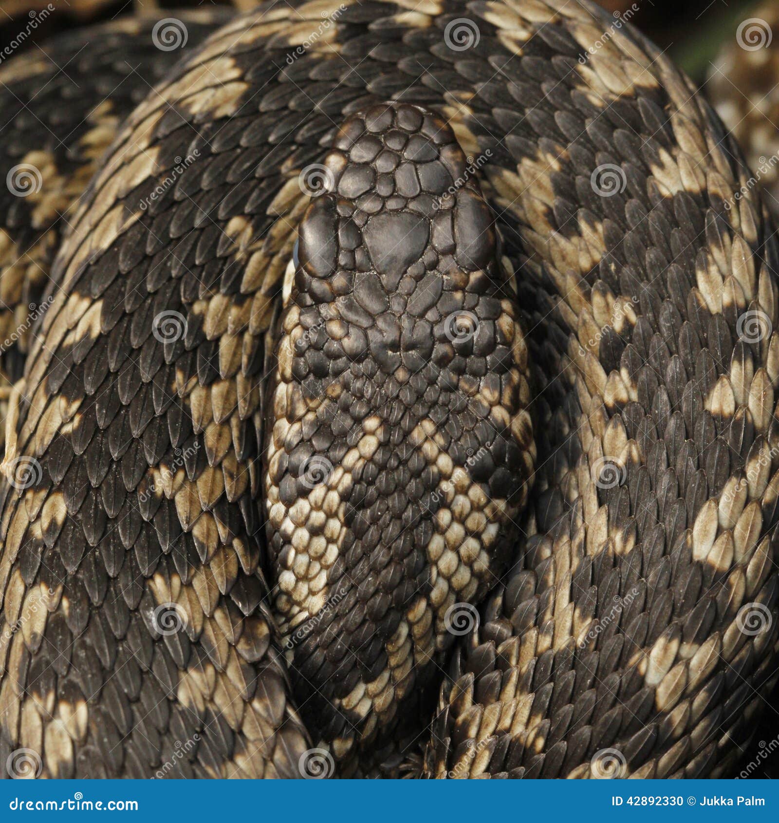 Common viper stock photo. Image of adder, common, european - 42892330
