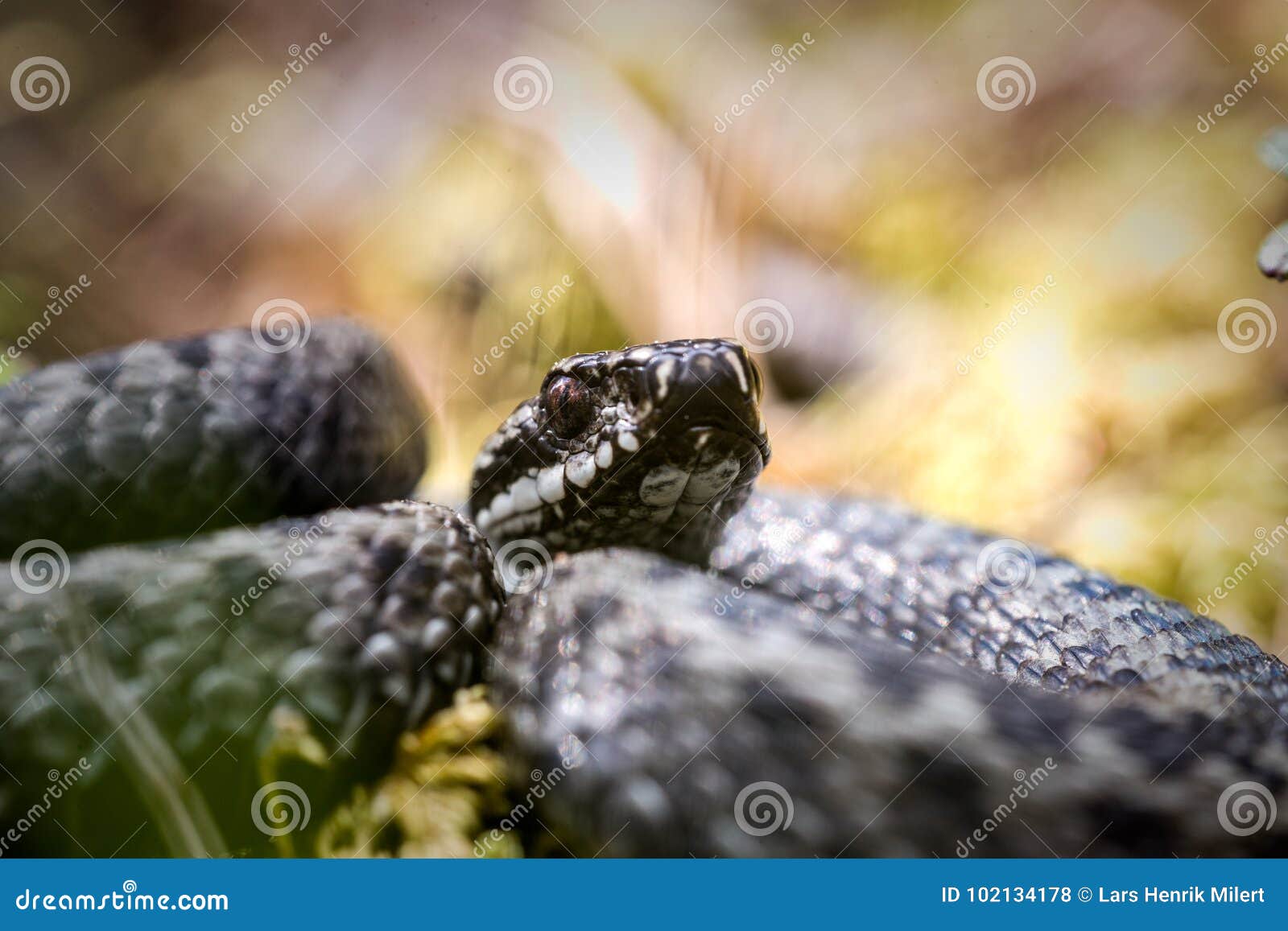 Common Viper stock photo. Image of snake, venom, huggorm - 102134178