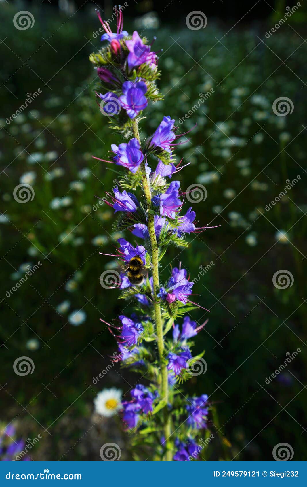 Common viper`s bugloss stock image. Image of agriculture - 249579121