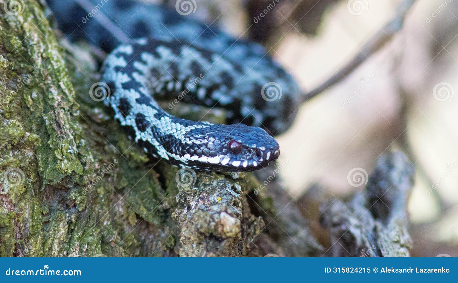 Common Viper Snake on a Tree Branch Stock Image - Image of slither ...