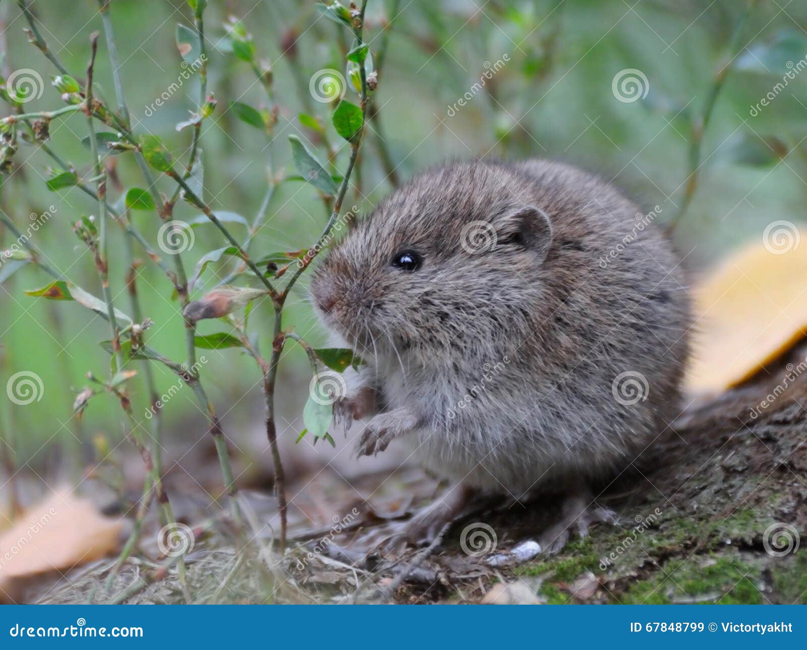 Common Vole among grass stock image. Image of microtus - 67848799