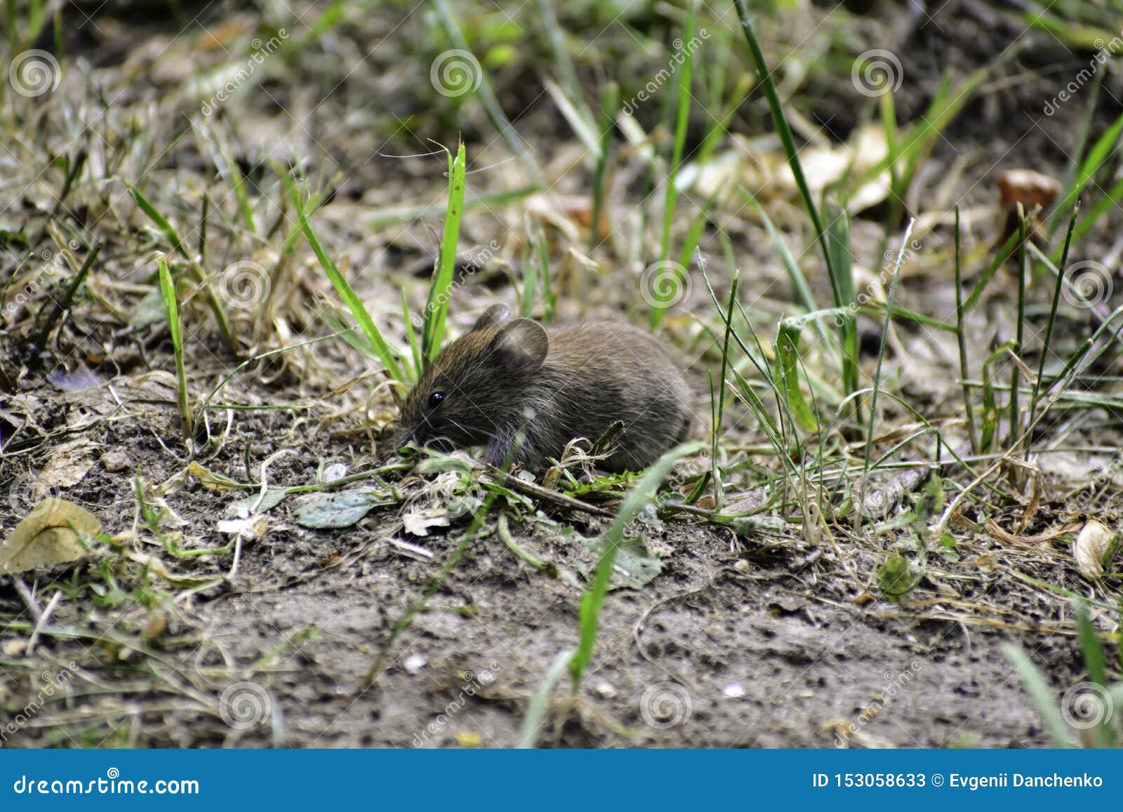 A Common Vole (microtus Arvalis Stock Image - Image of european, rodent ...