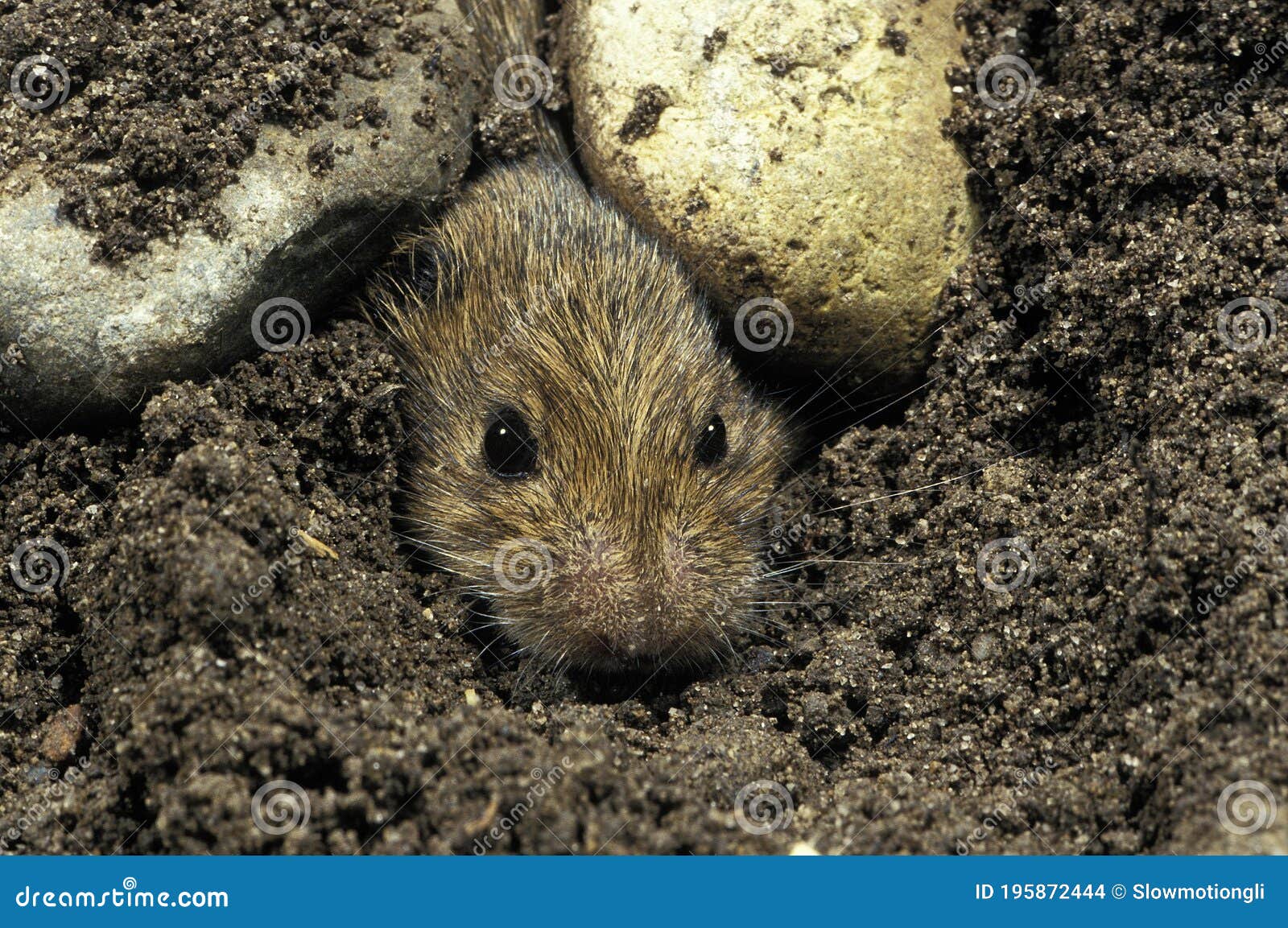 Common Vole, Microtus Arvalis, Head of Adult Emerging from Ground Stock ...