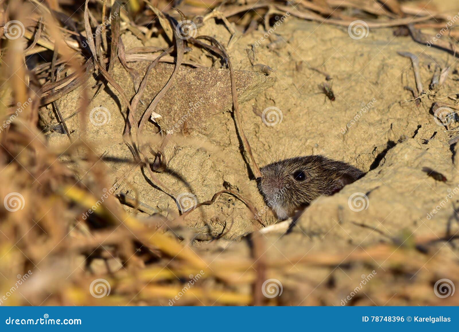 Common vole stock photo. Image of microtus, sweet, macro - 78748396