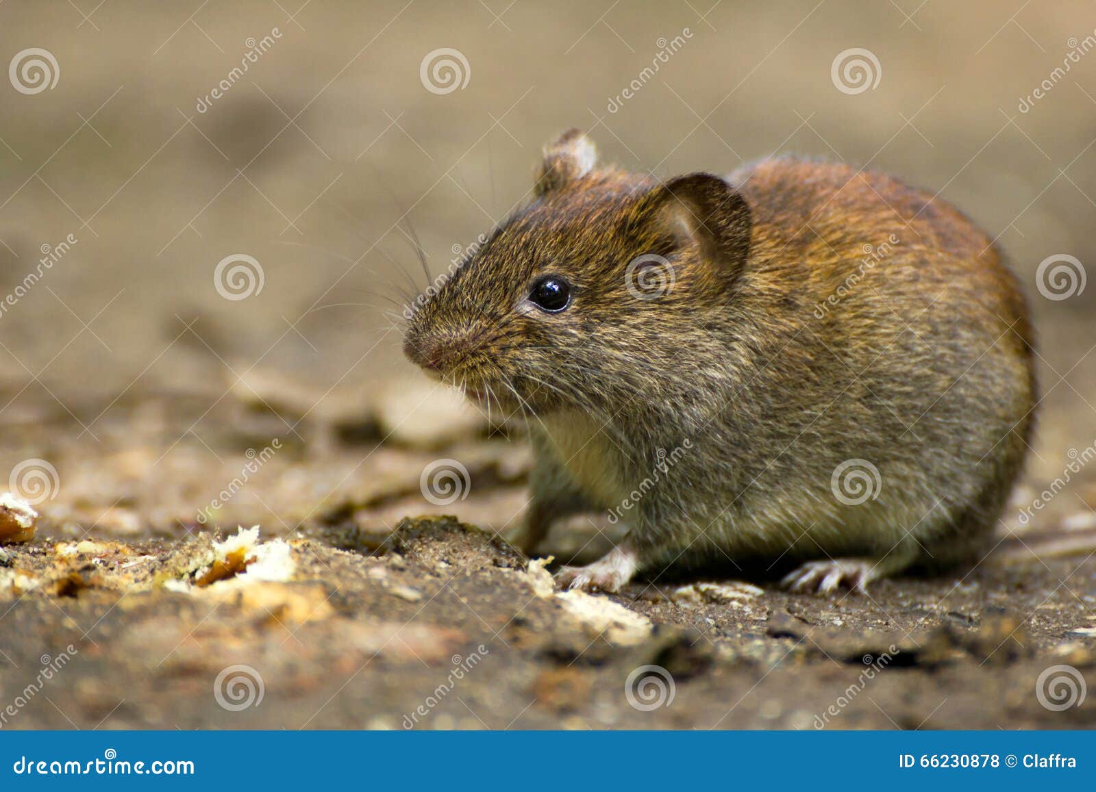 Common Vole stock photo. Image of leaf, bank, cute, habitat - 66230878