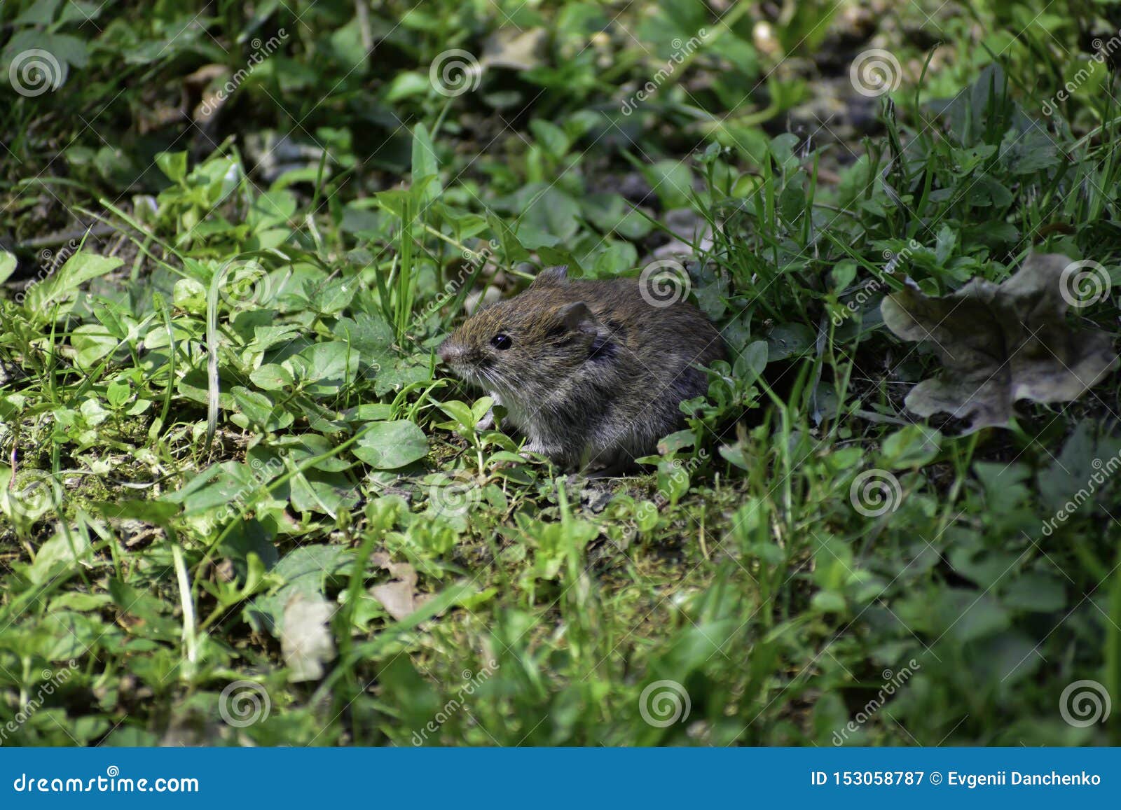 A Common Vole Microtus Arvalis Looks Athuman and Thinks What To Do ...