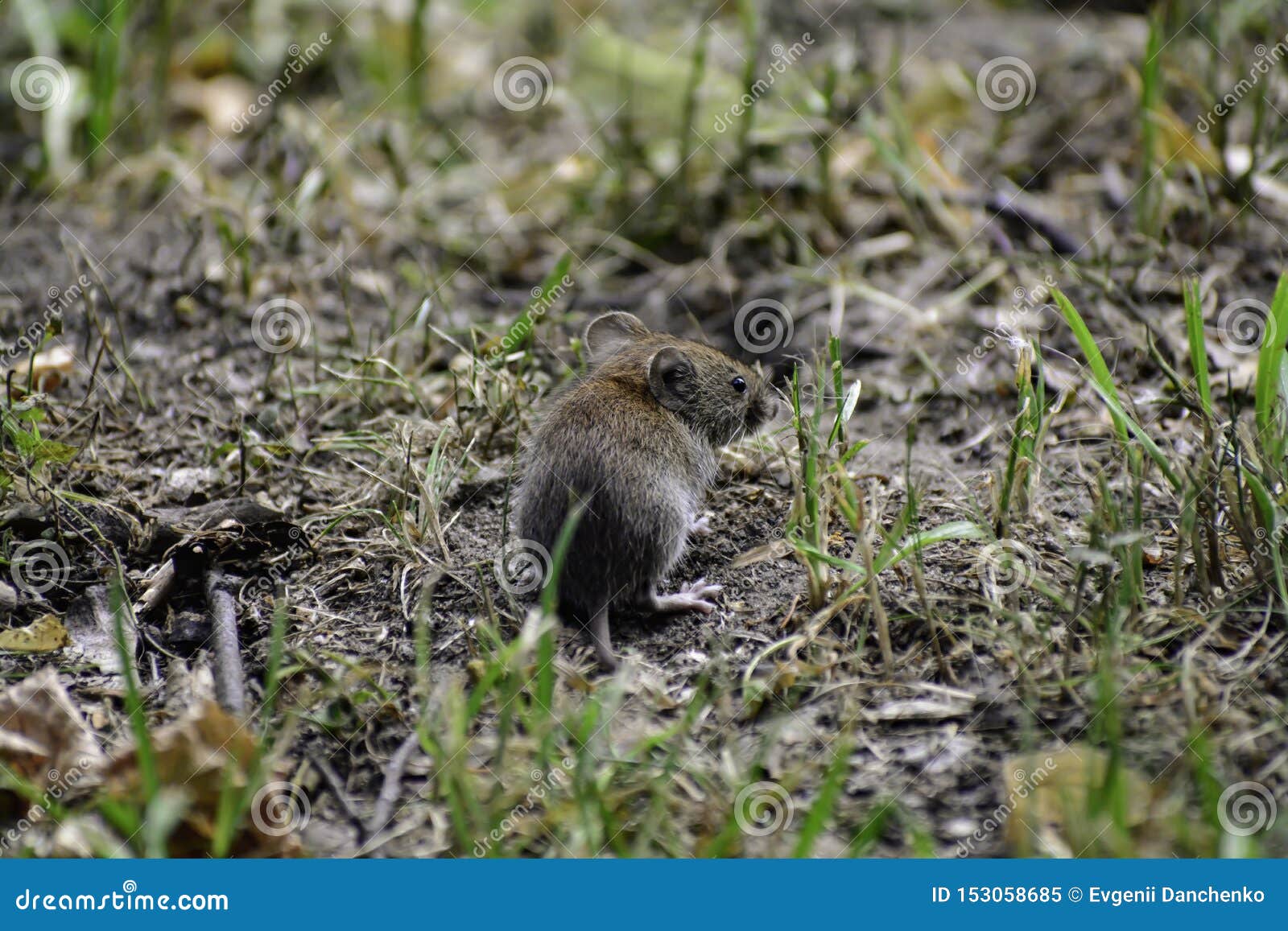 A Common Vole (microtus Arvalis) Looks for Some Food Stock Image ...
