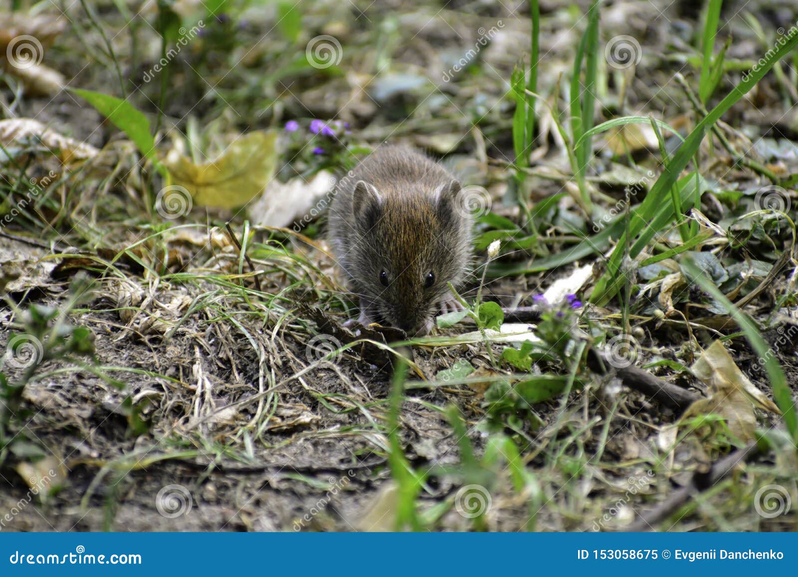 A Common Vole (microtus Arvalis) Stands on a Ground and Eats Seed Stock ...