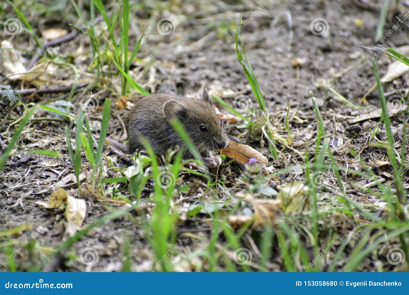 A Common Vole (microtus Arvalis) Stands on a Ground and Eats Seed Stock ...