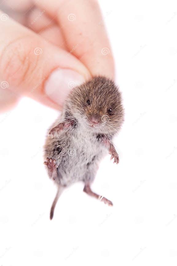 Common Vole, 3 Weeks Old, on White Stock Image - Image of macro ...