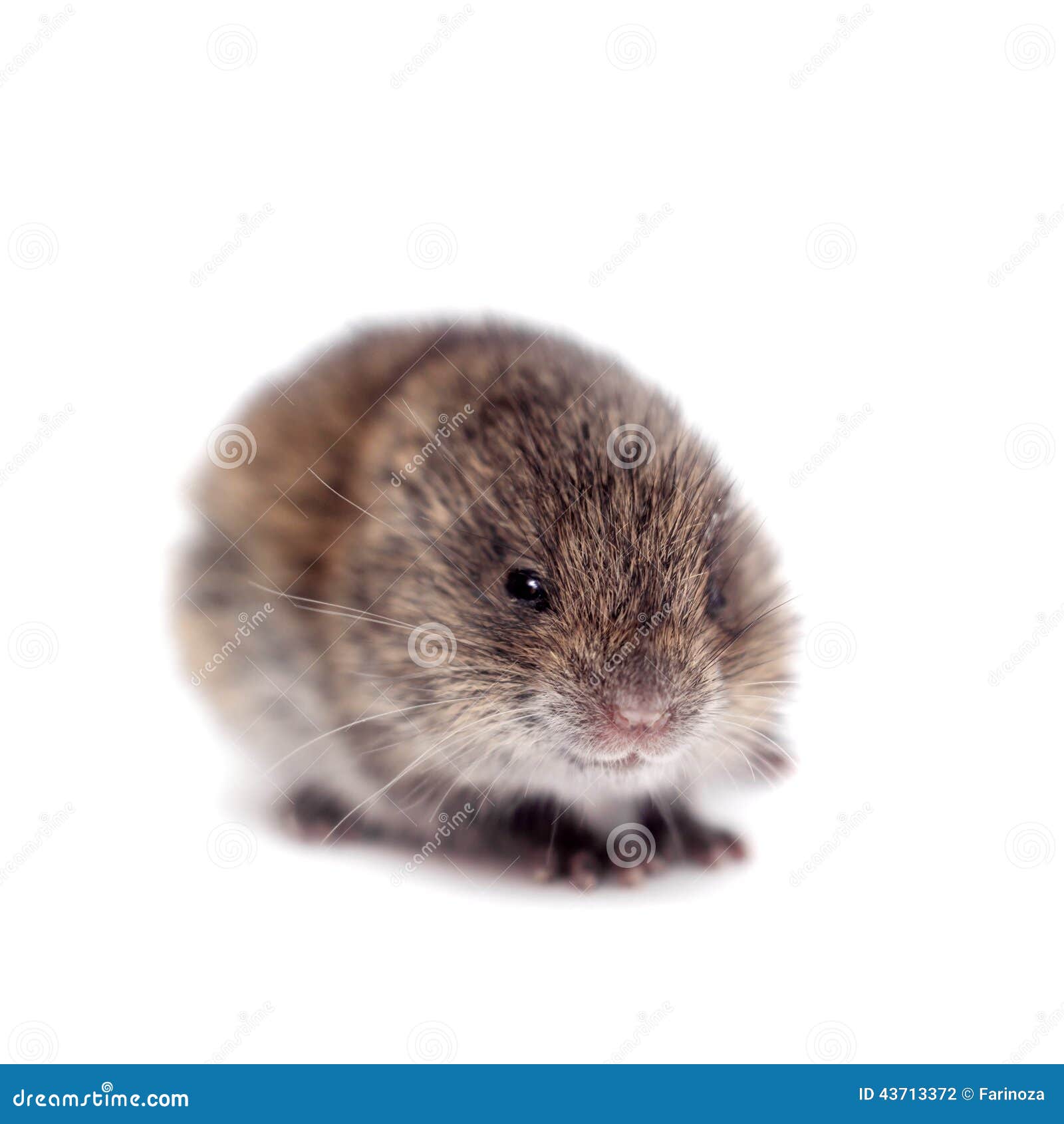 Common Vole - Microtus Arvalis Royalty-Free Stock Photo | CartoonDealer ...